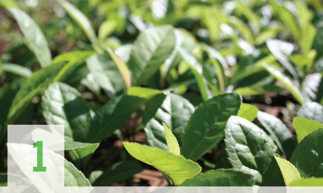 De las chacras a los mates argentinos: así se produce la yerba mate De las chacras a los mates argentinos: así se produce la yerba mate